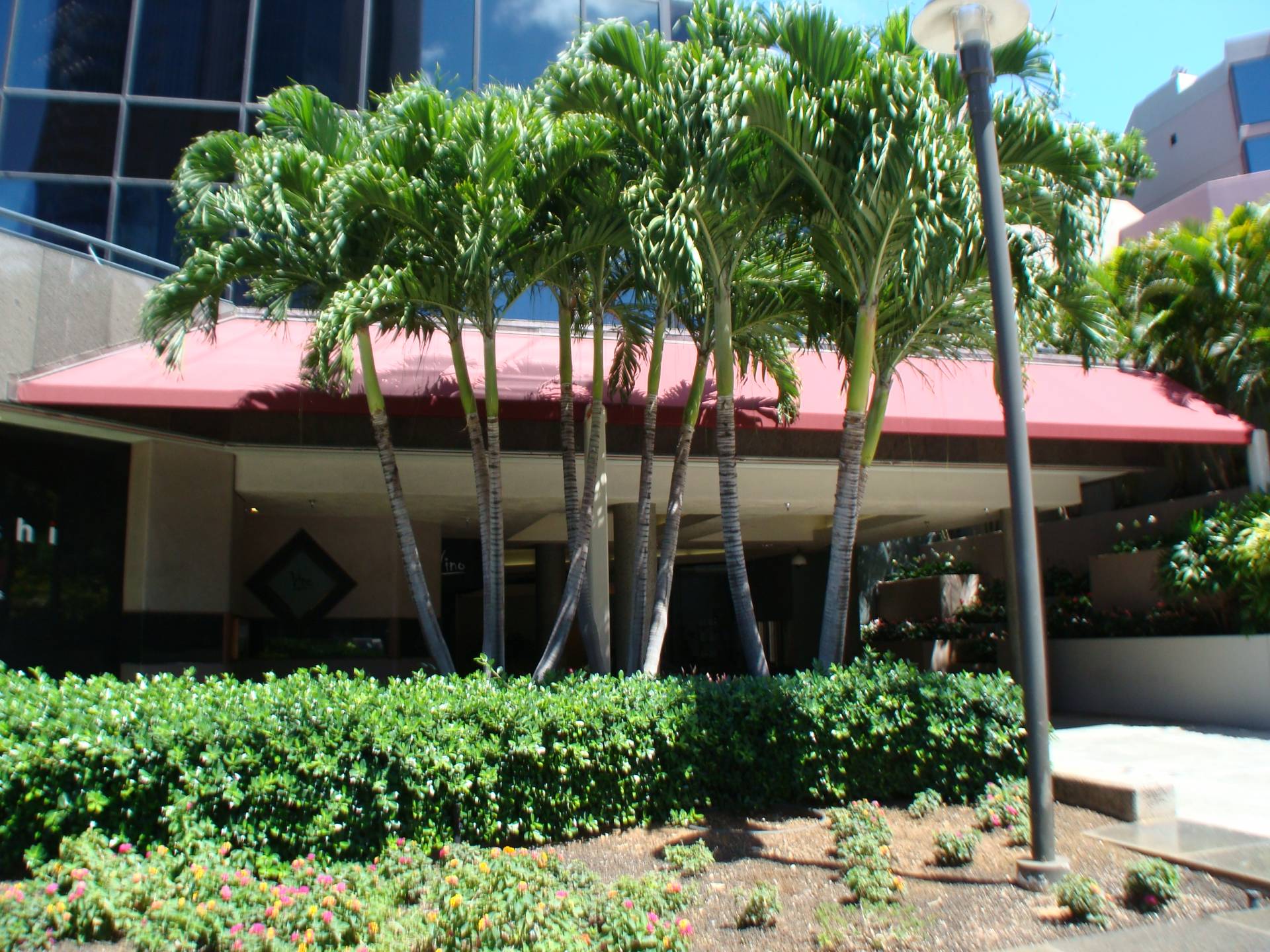 Restaurant Row – Tropical J's